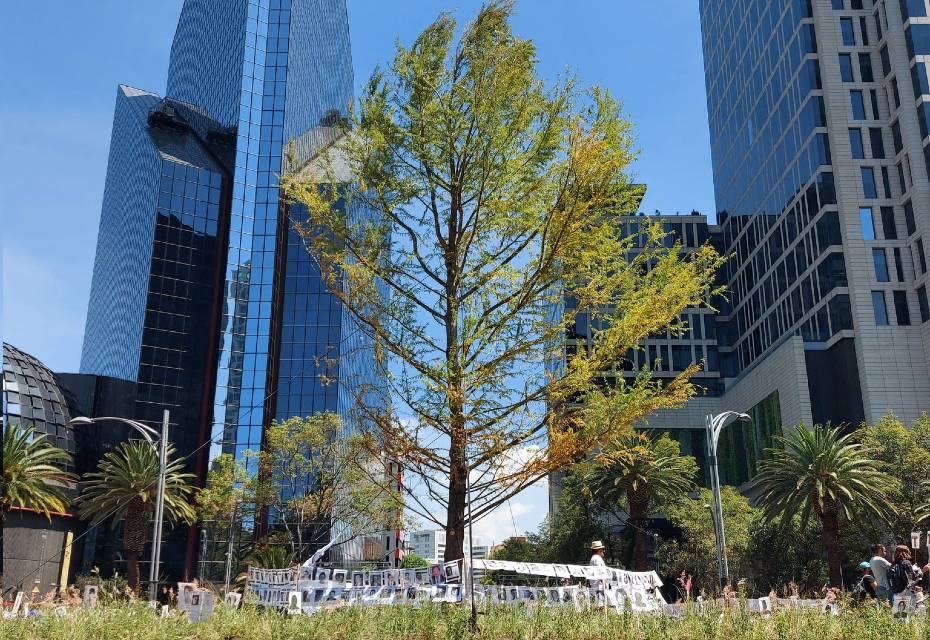 CDMX: Sedema quitará el ahuehuete de Reforma, pero traerá otro en su ...